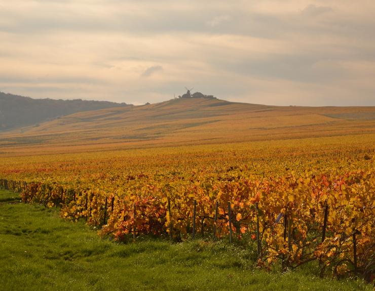 Parc naturel régional de la Montagne de Reims | Gîtes de France®