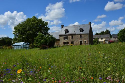 Roza-flor - Dol-de-Bretagne